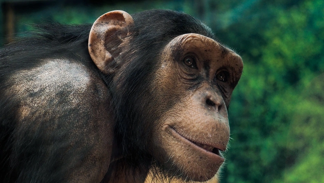 Science, myths, and ethics of human–ape hybrids