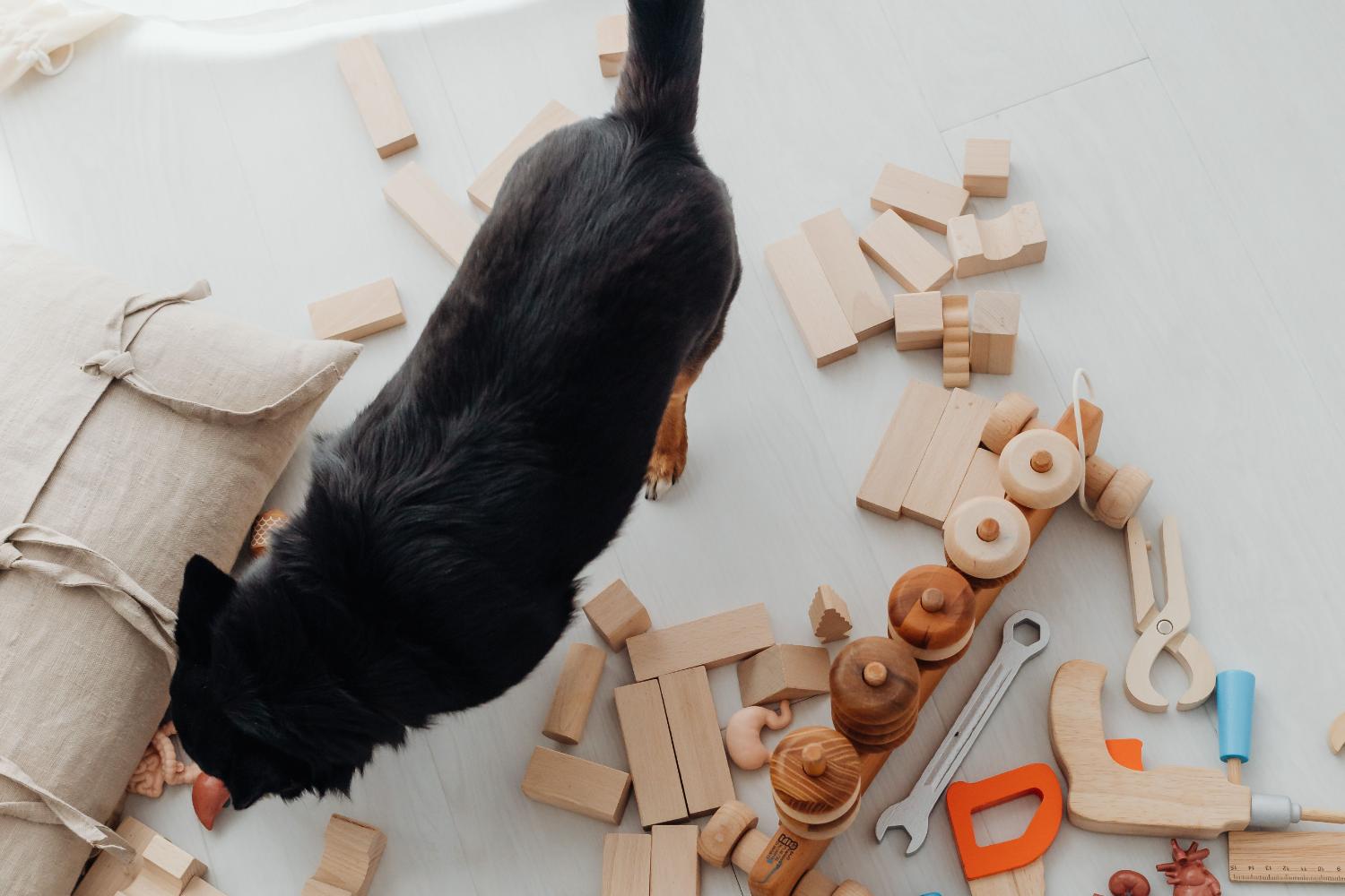 Sai perché i cani ci aiutano a cercare gli oggetti persi mentre i gatti ...