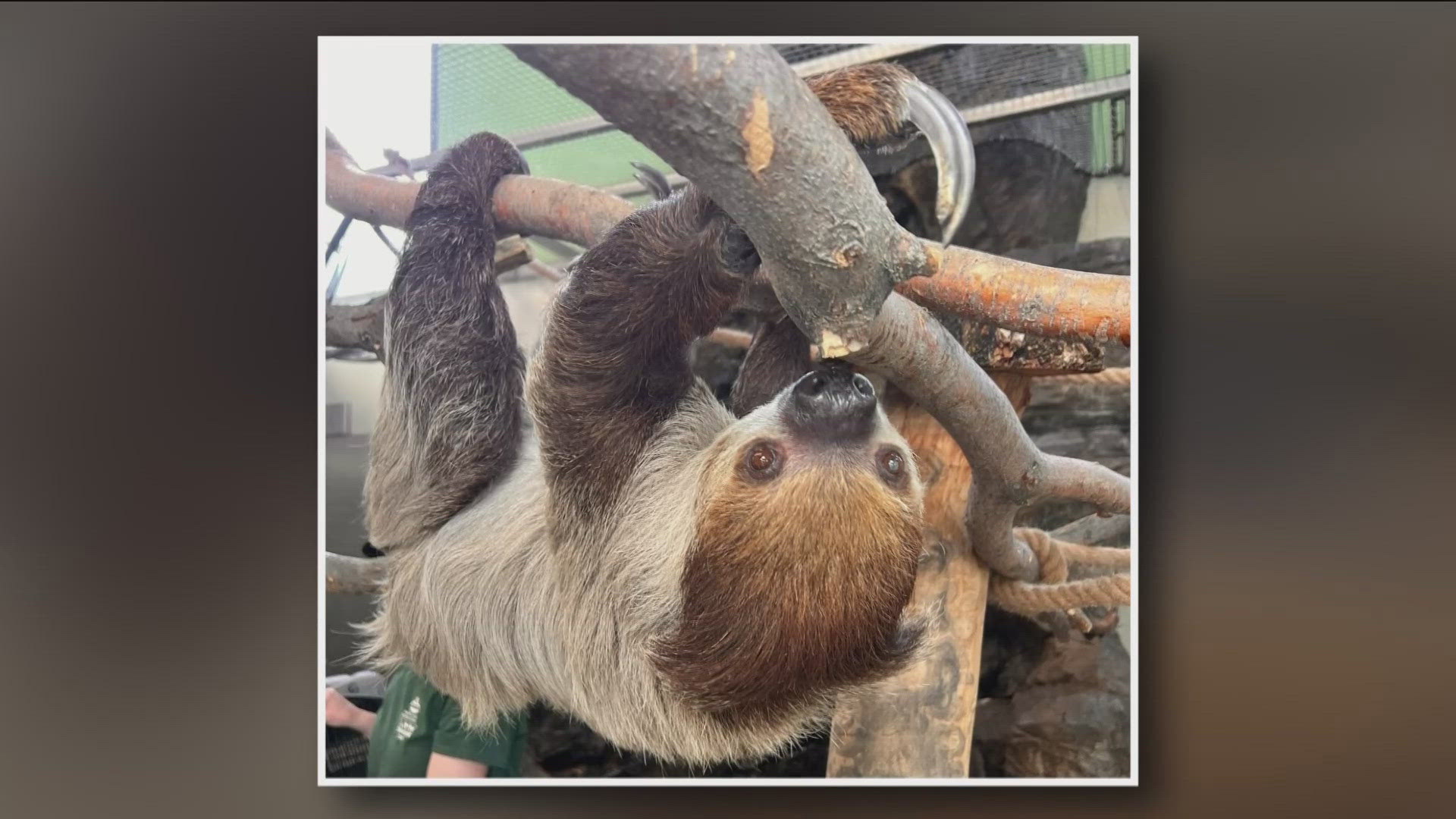 Zoo Boise unveils new two-toed sloth in Small Animal Kingdom exhibit