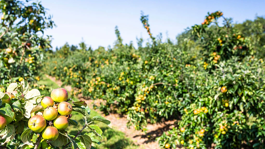 Common mistakes to avoid when growing fruit trees