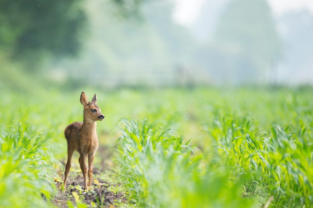 Authorities rescue fawn found confined in a dog crate in Sonoma County