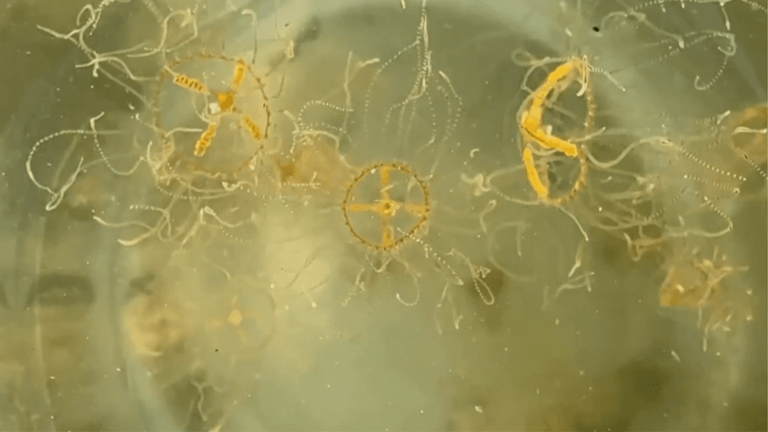 Beware of the sting: Clinging jellyfish spotted along the Jersey Shore