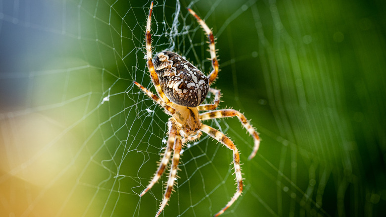 How to stop spiders from building webs on your home's exterior
