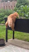 Bird chase goes hilariously wrong as orange cat gets stuck in garden bed