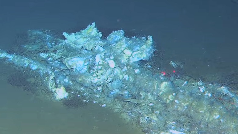 Scientists discovered a hidden necropolis in the inky depths of the ...