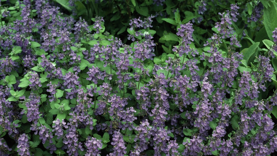 16 easy front yard landscaping ideas
