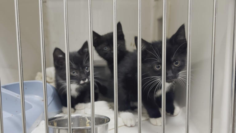 Adoption-ready pets available as Pender Co. Animal Shelter reopens ...