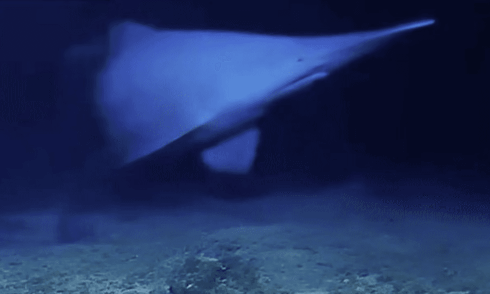 Shark with face 'not even mother would love' spotted at sea by scientists