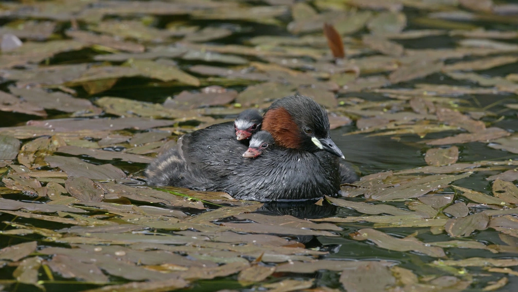 9 charming front-facing bird portraits