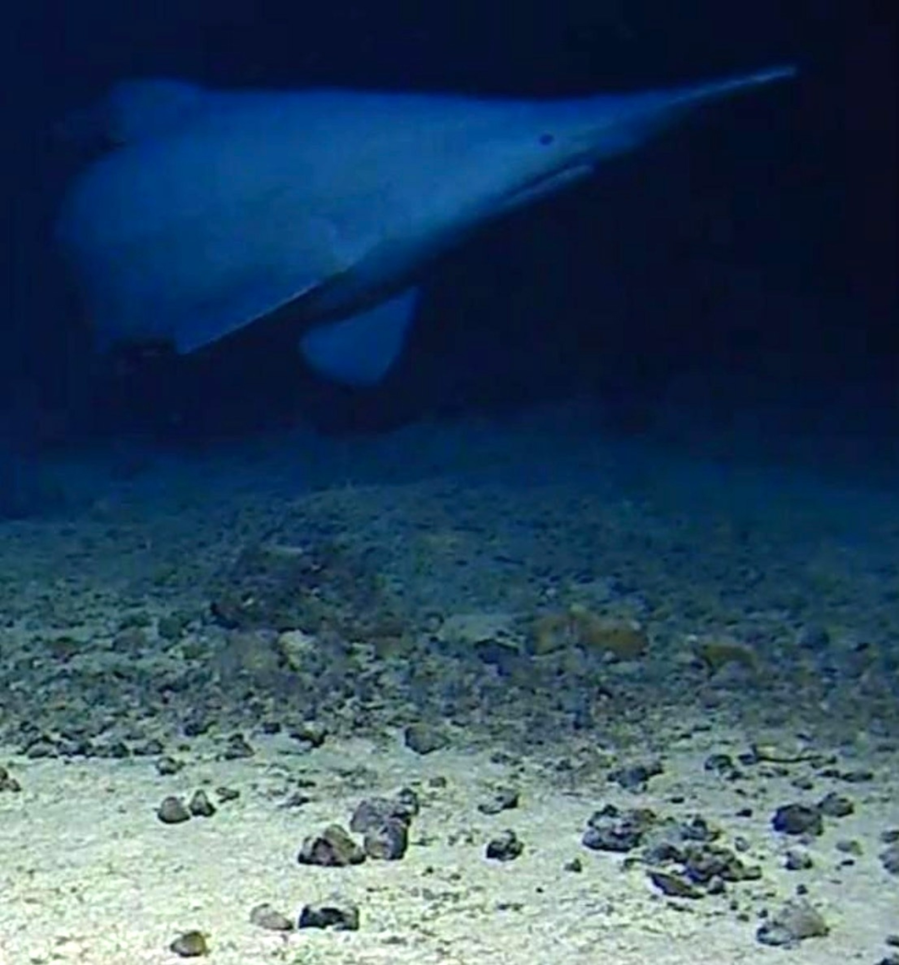 Rare goblin shark filmed in the wild for 1st time, study says