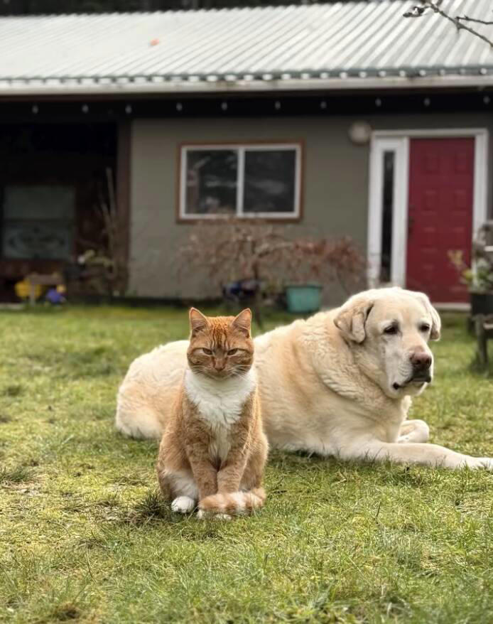 Loyal dog sits in the same spot each day — hoping his missing friend ...