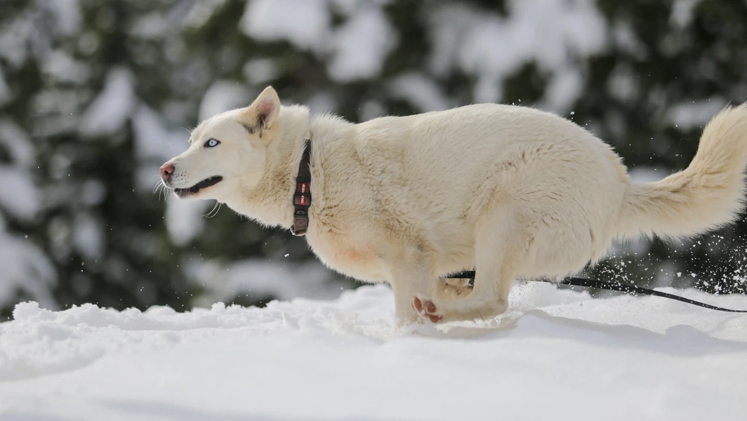 17 dog breeds that require experienced care