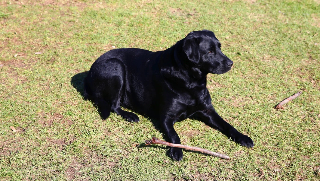 7 delightful moments of dogs and their sticks