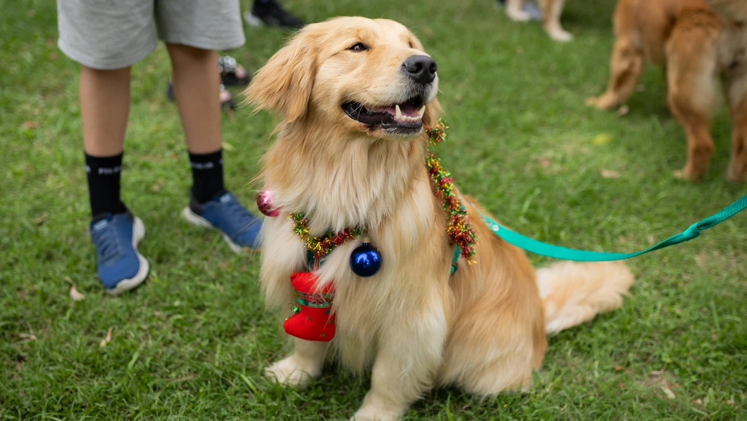 8 loyal dog breeds that form deep bonds