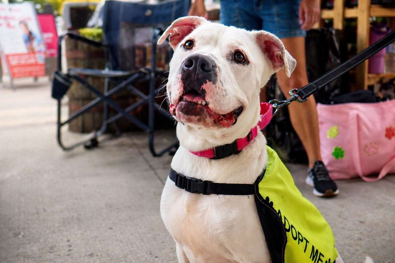 Pearland Animal Shelter launches Doggy Day Out program to boost adoptions
