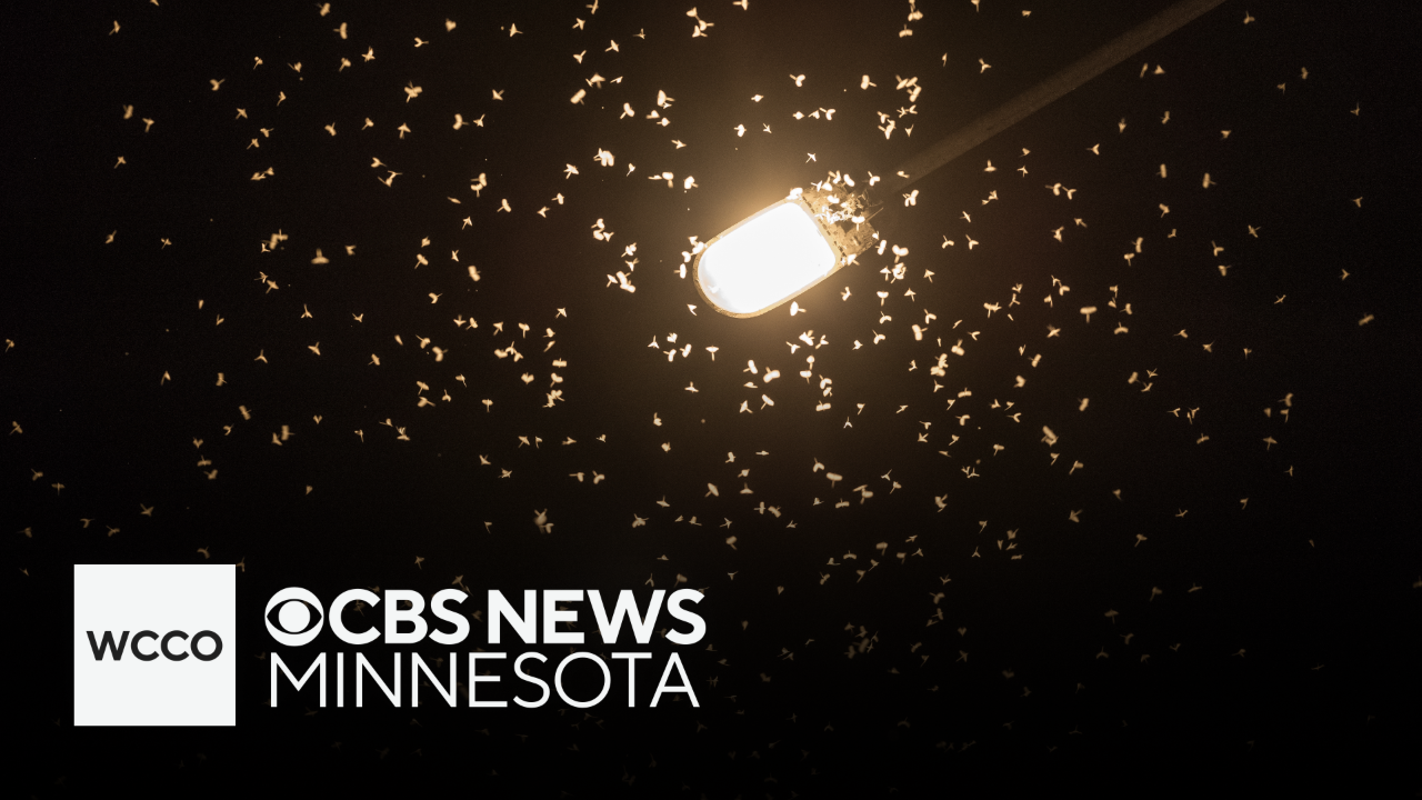 Mississippi River towns in Minnesota brace for mayfly hatching