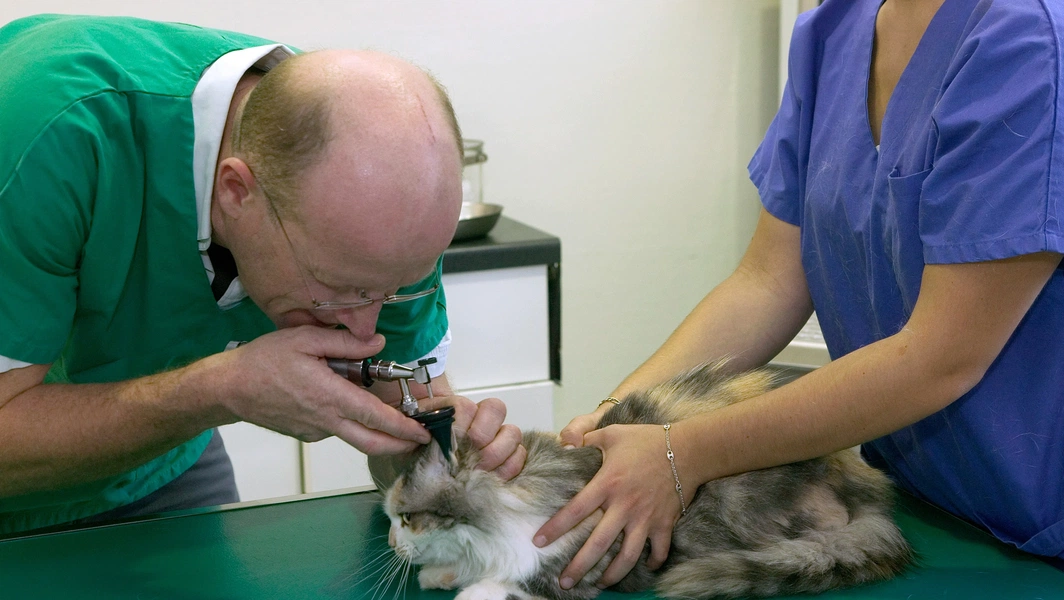 Rebuilding trust and apologizing to cats