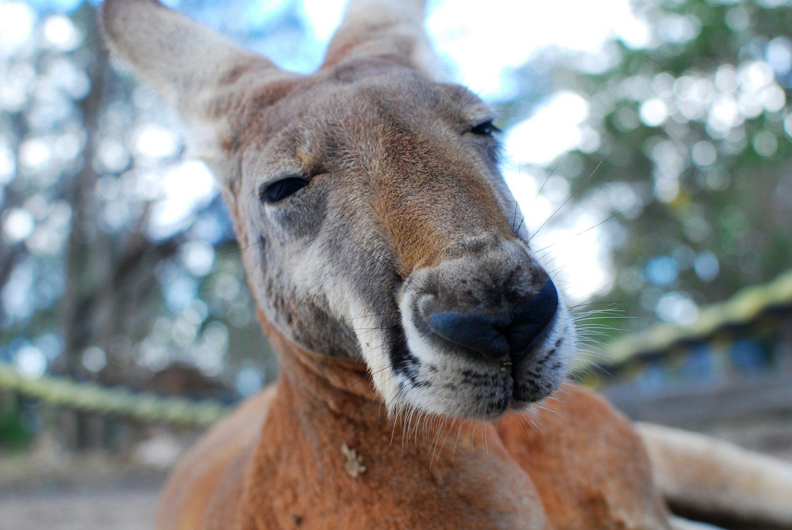 Animals in Australia that surprisingly won’t kill you