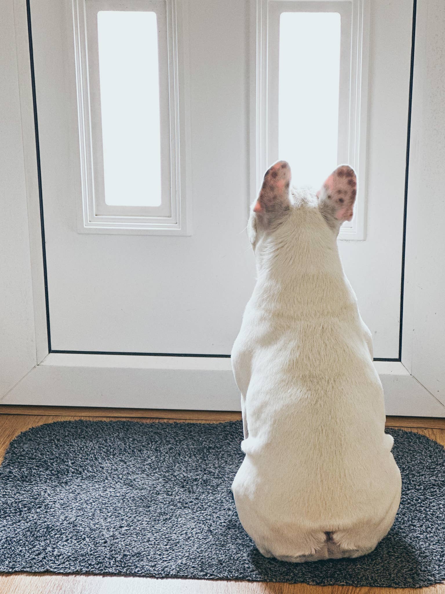 Jasper the Frenchie hilariously refuses to enter through an open door