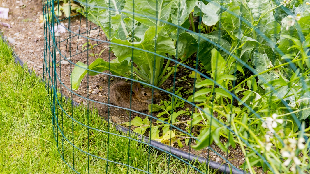 Comprehensive bunny-proofing for home and garden