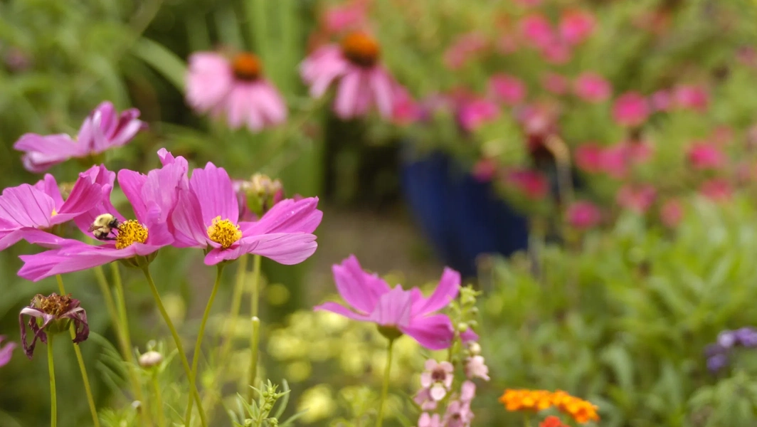 10 compact flowers for colorful small gardens