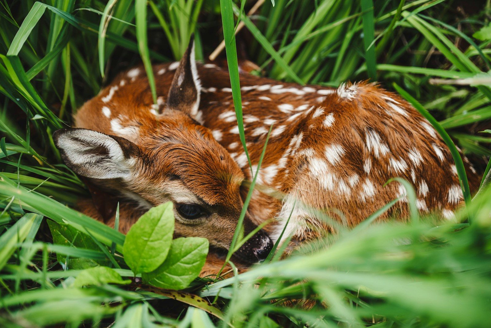 Authorities rescue fawn found confined in a dog crate in Sonoma County