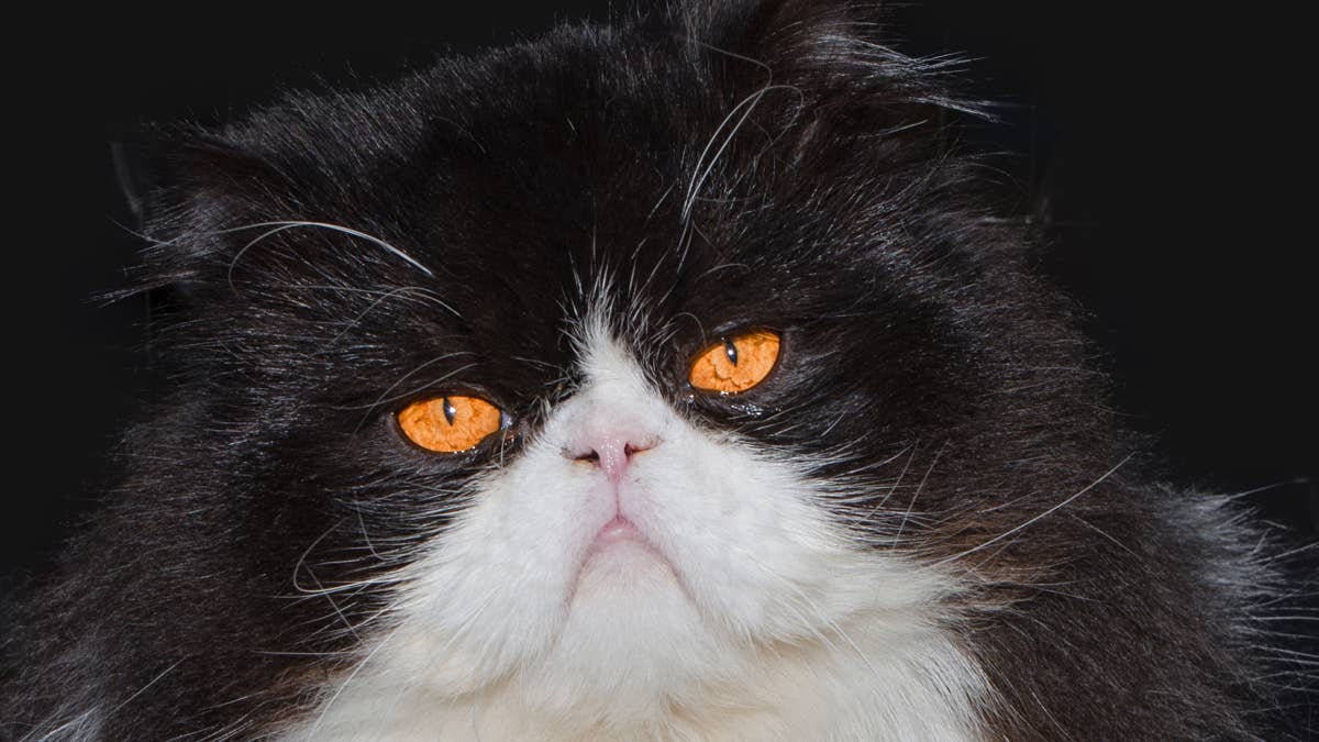 This Persian cat's neon gold eyes look like two tiny suns, and we can't ...
