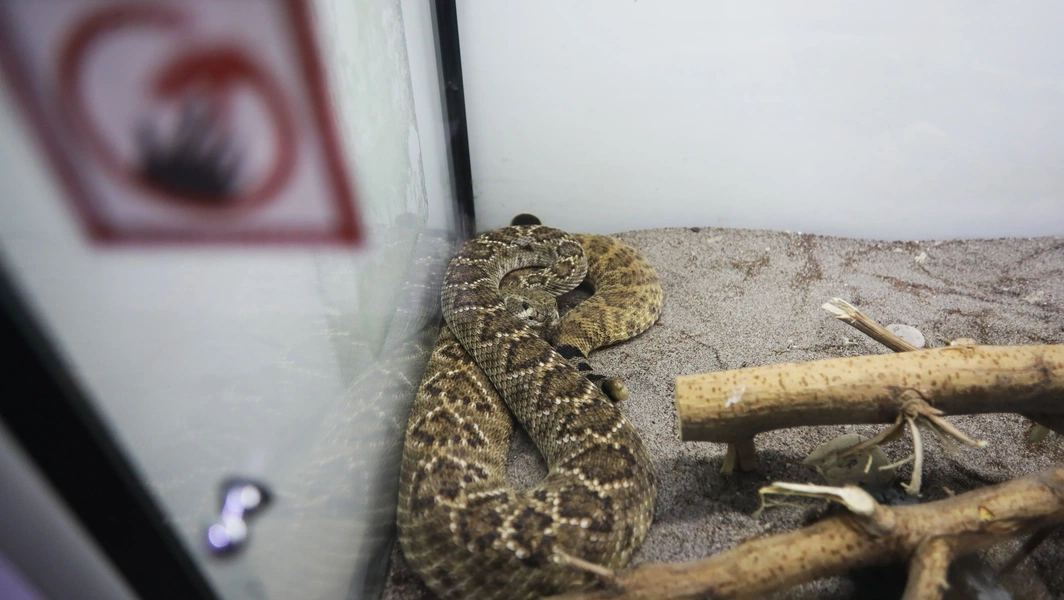 16 venomous snakes from around the world