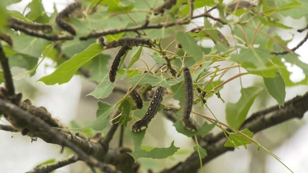 An army of 'very hungry caterpillars' invades a popular Alberta campground