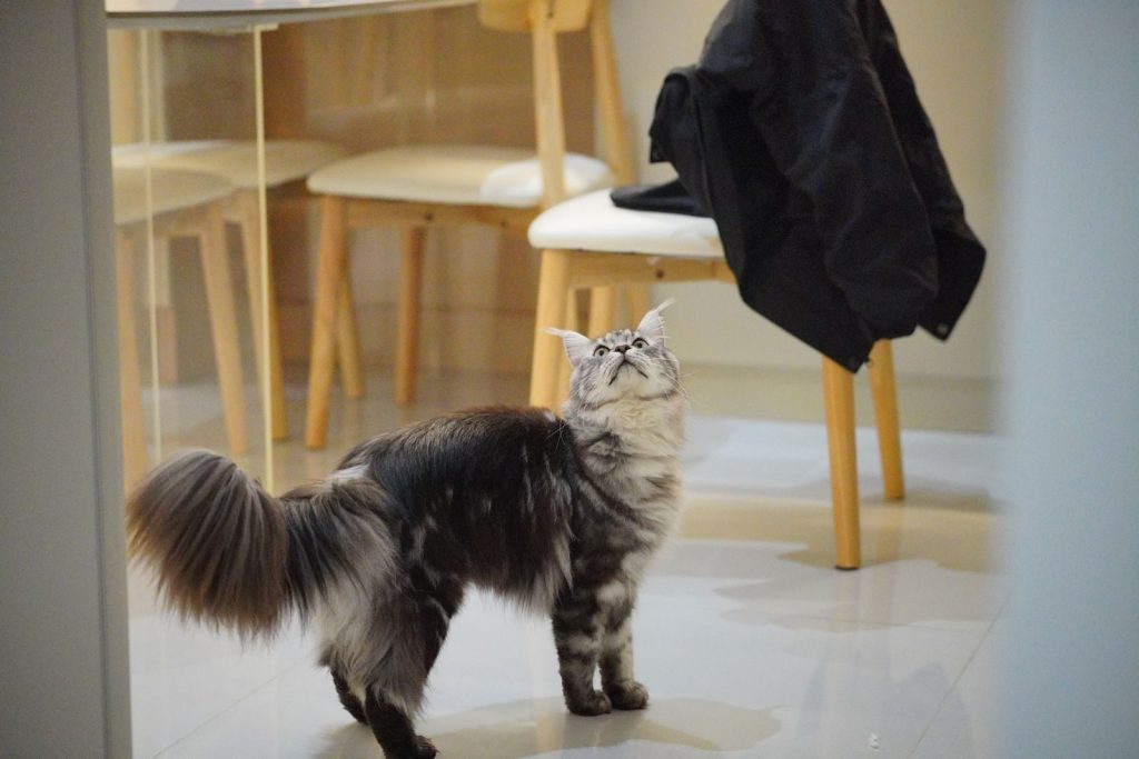 Why your greedy cat keeps stealing hidden treats