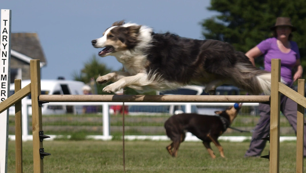 Building a happier dog-human bond