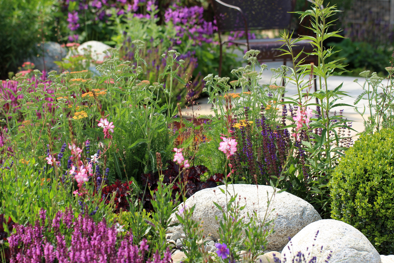 20 plants that thrive even when temperatures rise