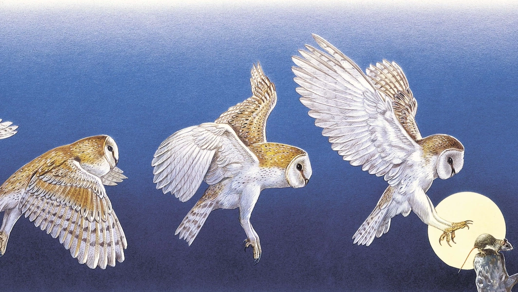How to make barn owls feel at home