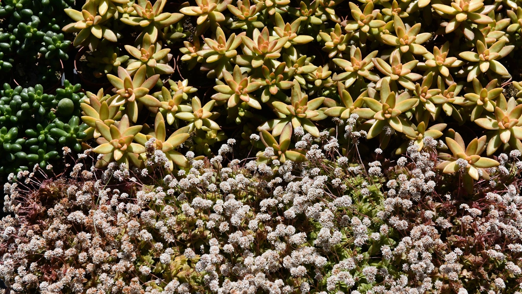 Succulent care tips every plant lover needs