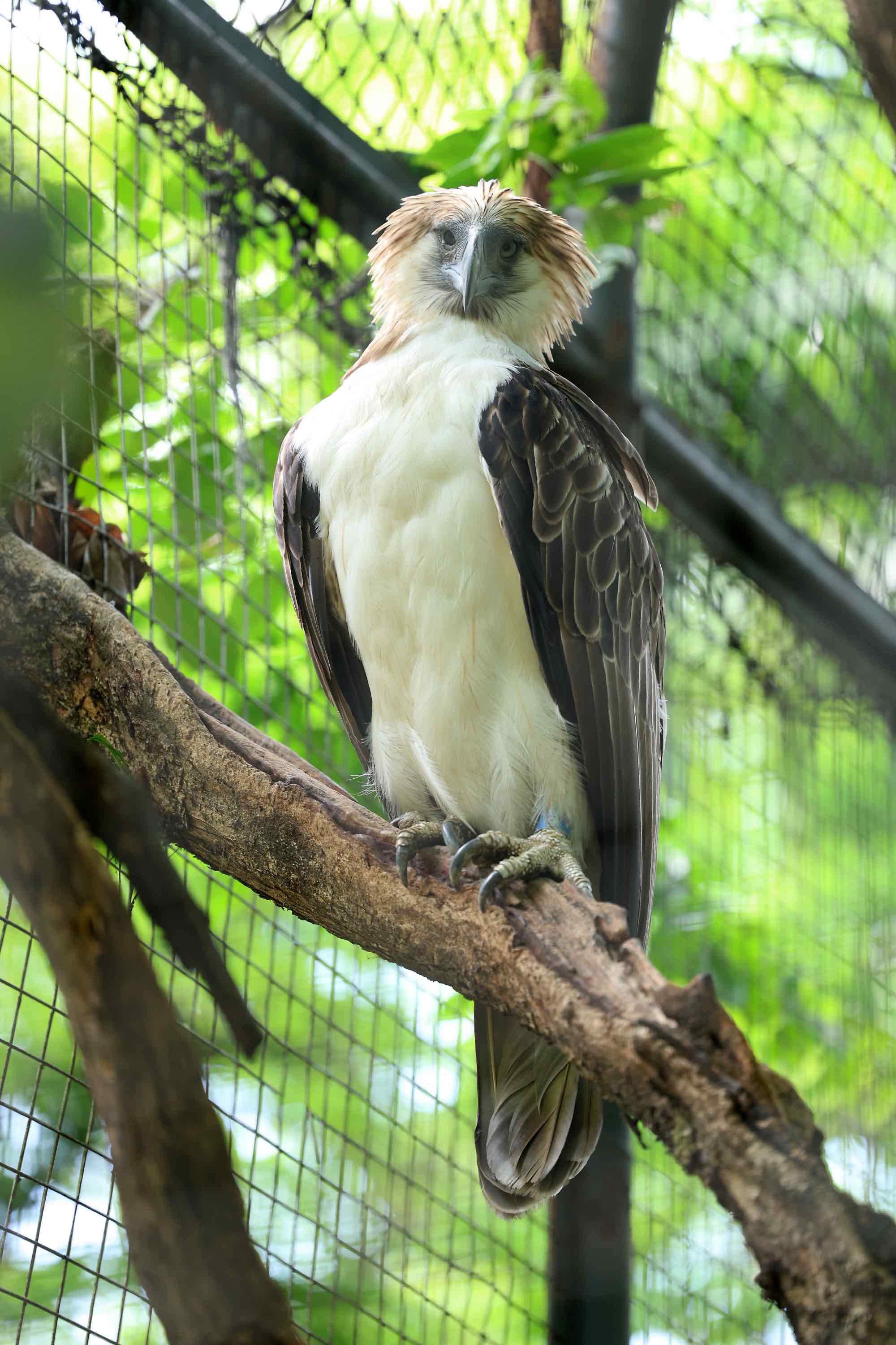 Philippine eagle Girlie gets a QCitizen card
