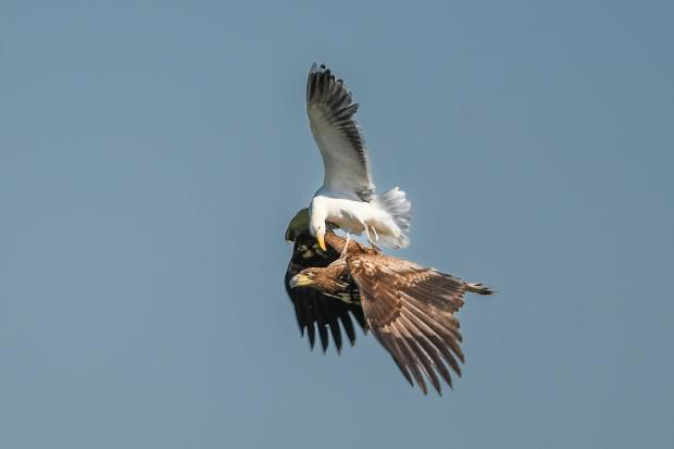 Seagull takes on UK's biggest bird of prey - stunning photos from ...