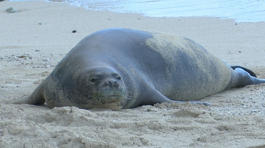 Waikiki’s newest 'sunset angel': Monk seal pup gets a name
