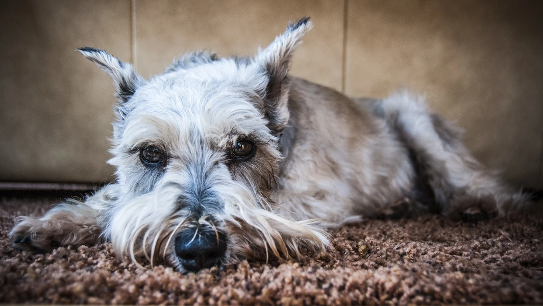 Understanding why dogs become distant