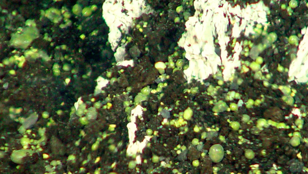 Deadly brine pools of the deep sea