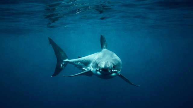 Divers film possible first underwater sighting of a great white shark ...