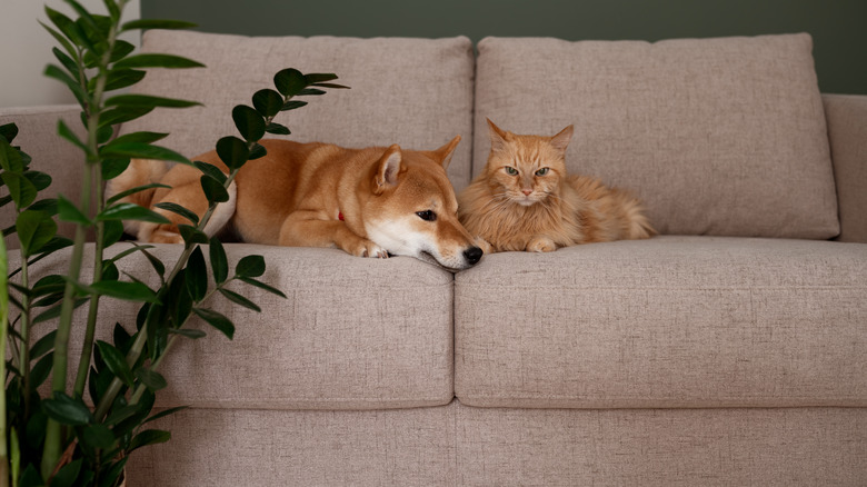 House plants you should never grow in a home with pets