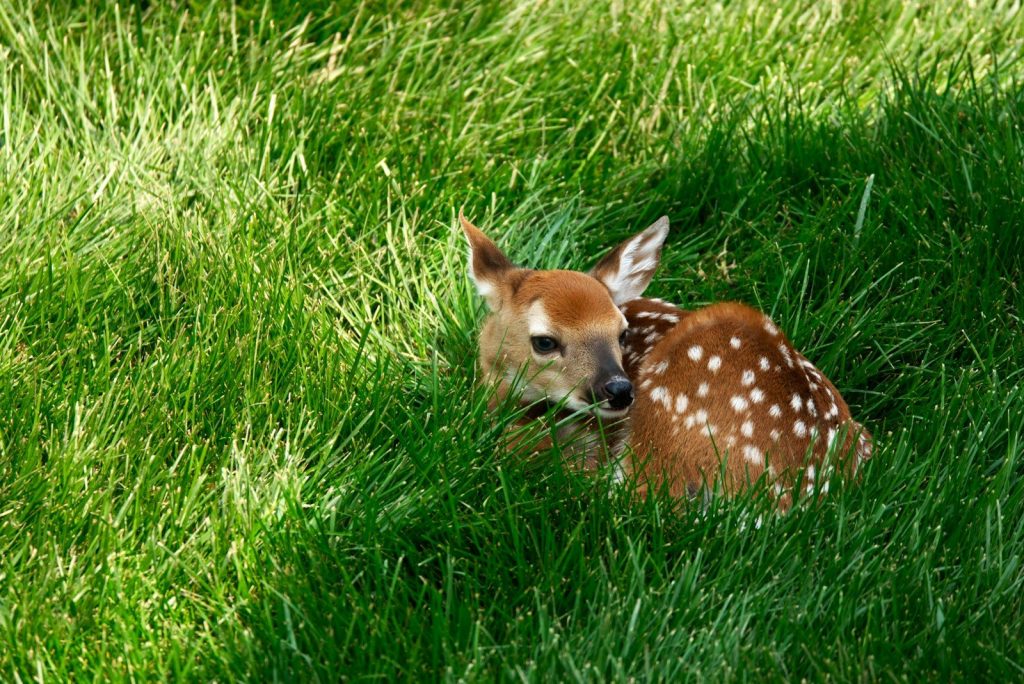 This North Carolina rescue cares for up to eight orphaned fawns a day