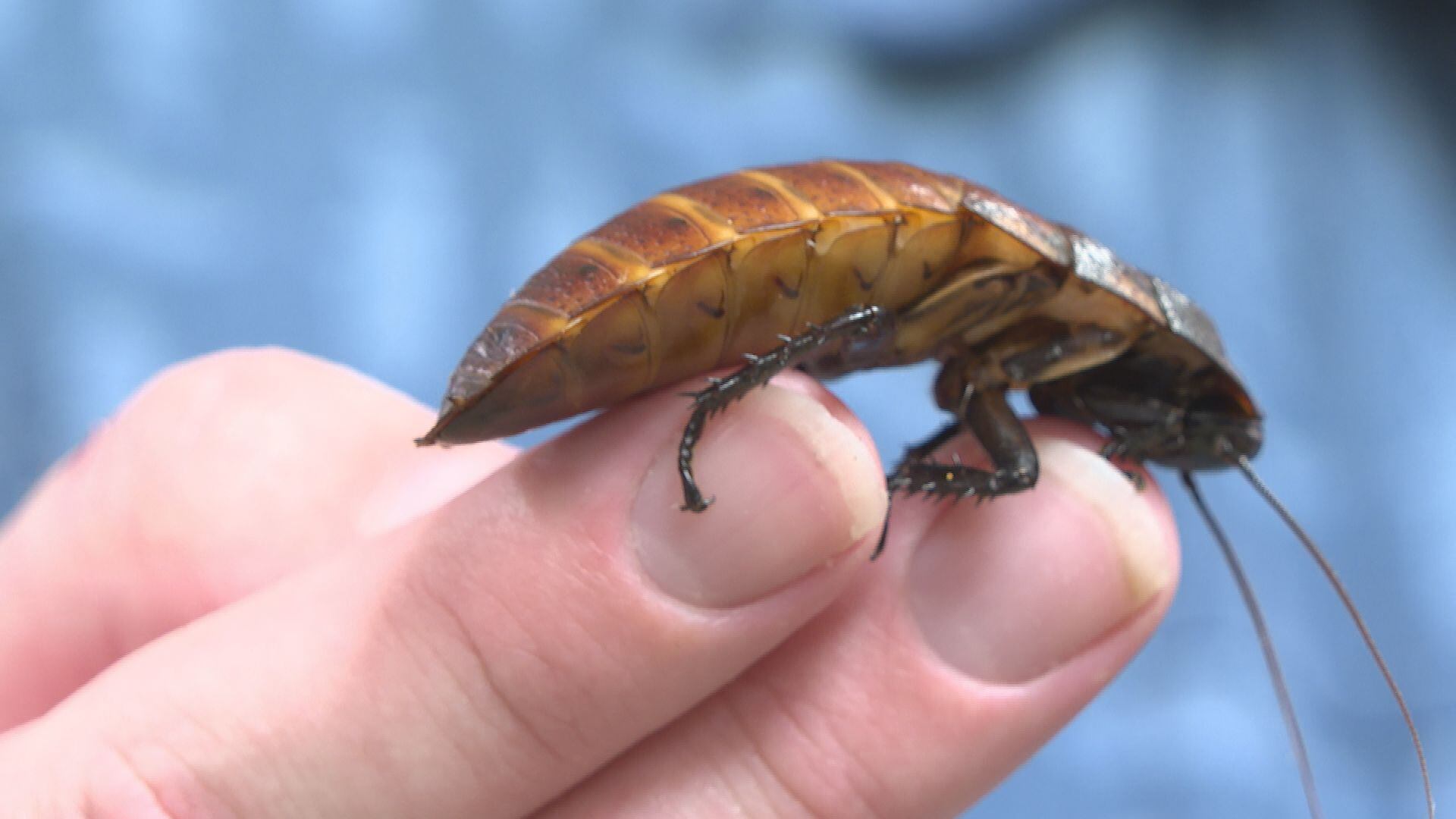 Experts track New World screwworm as global insect population declines