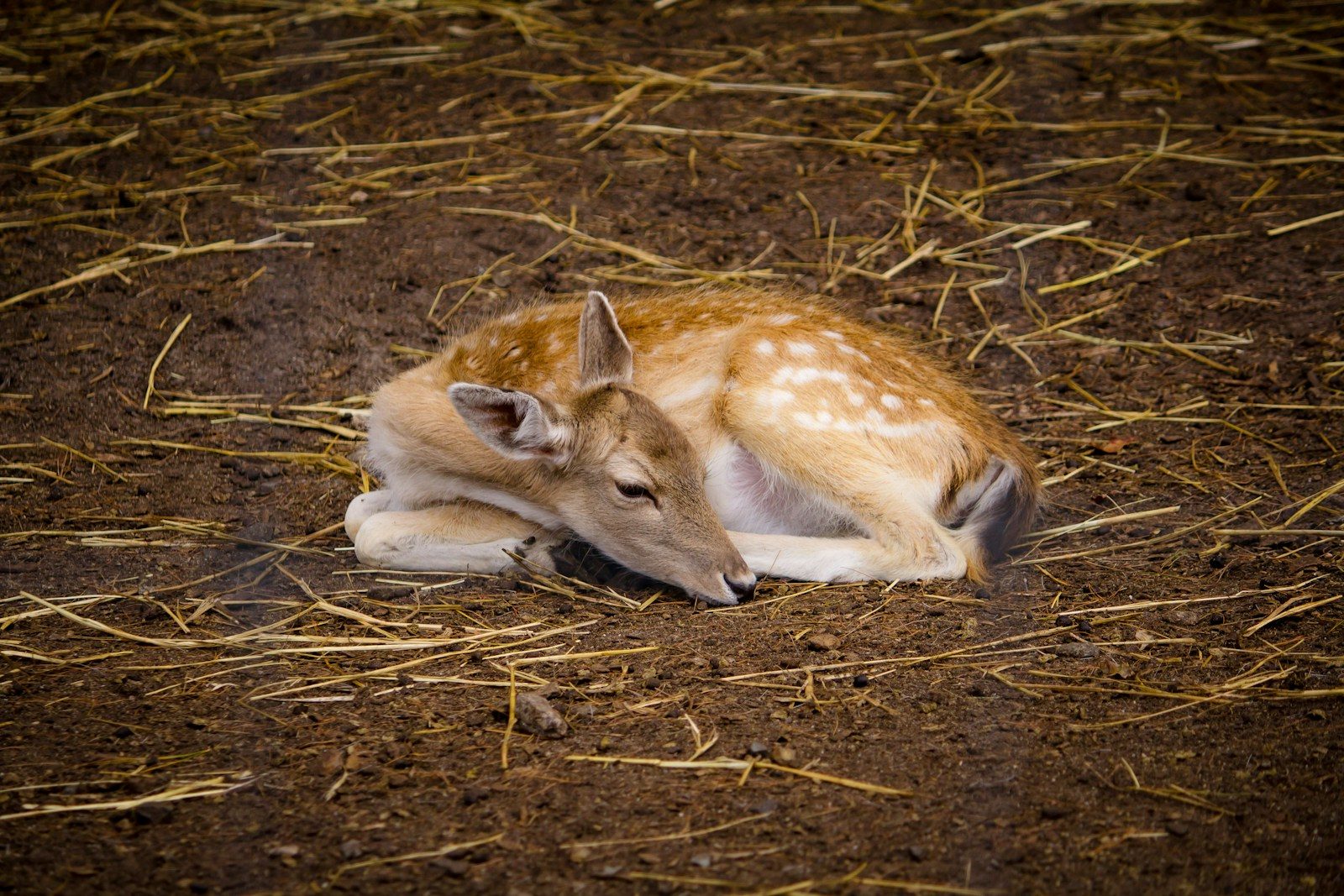 This North Carolina rescue cares for up to eight orphaned fawns a day