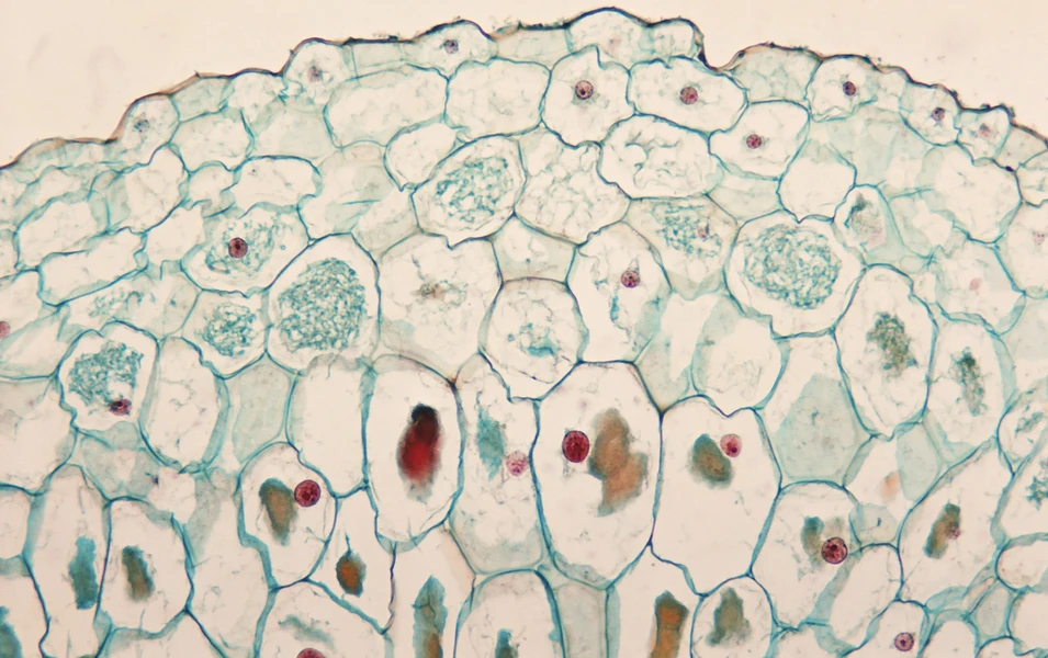 Scientists map 110 quadrillion-km underground fungal network