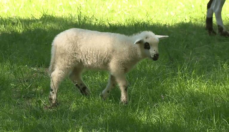 Animal born on Ohio farm may be extremely rare: 'I thought I was crazy'
