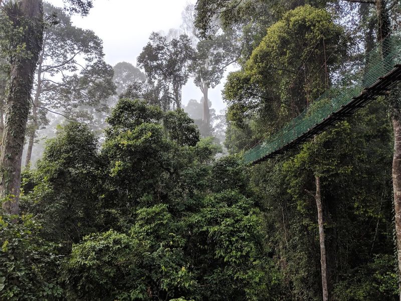 15 jungle destinations where nature still rules completely