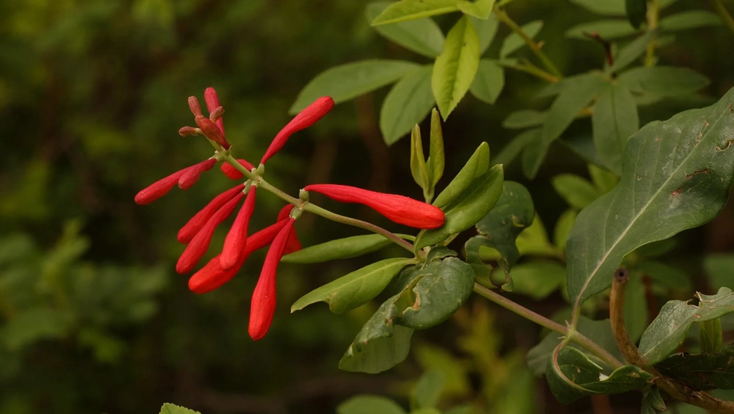 4 hanging basket plants that attract hummingbirds