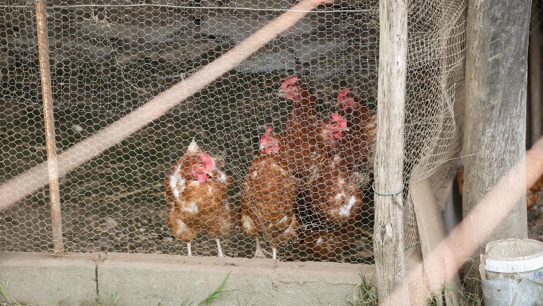 Essential facts about backyard chicken keeping