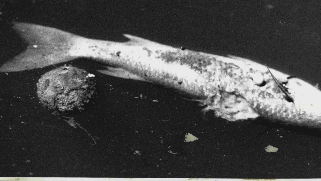 Deadly brine pools of the deep sea
